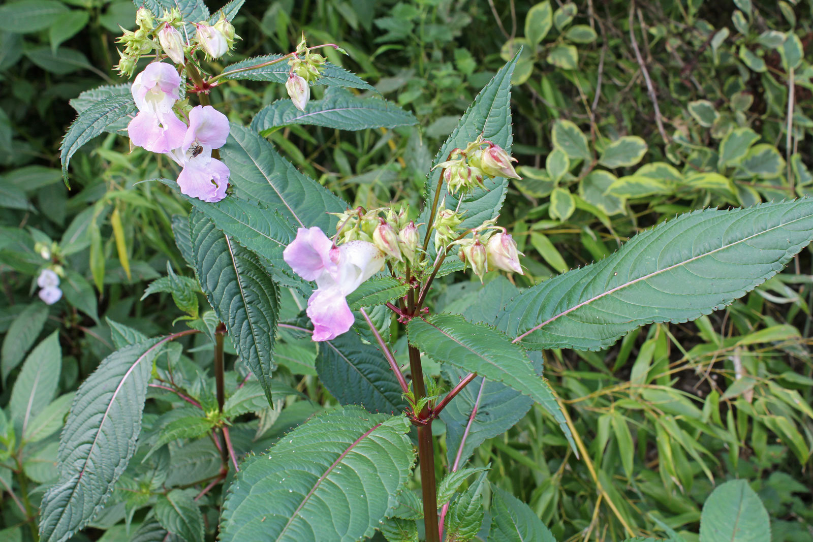 Himalayan Balsam