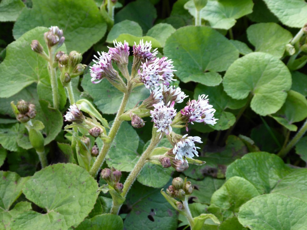 Winter Heliotrope