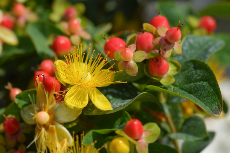 Hypericum