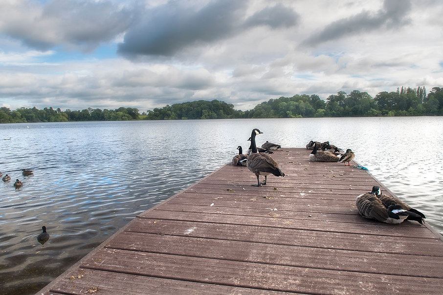 Goose Cop | Geese Deterrent | United States