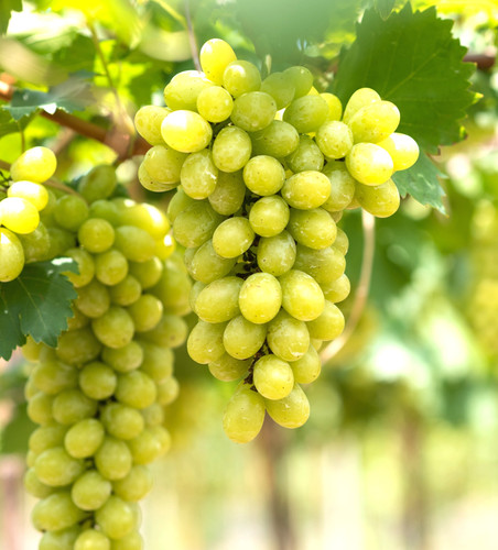 Drue 'Sukribe' | Vesterhus Gård