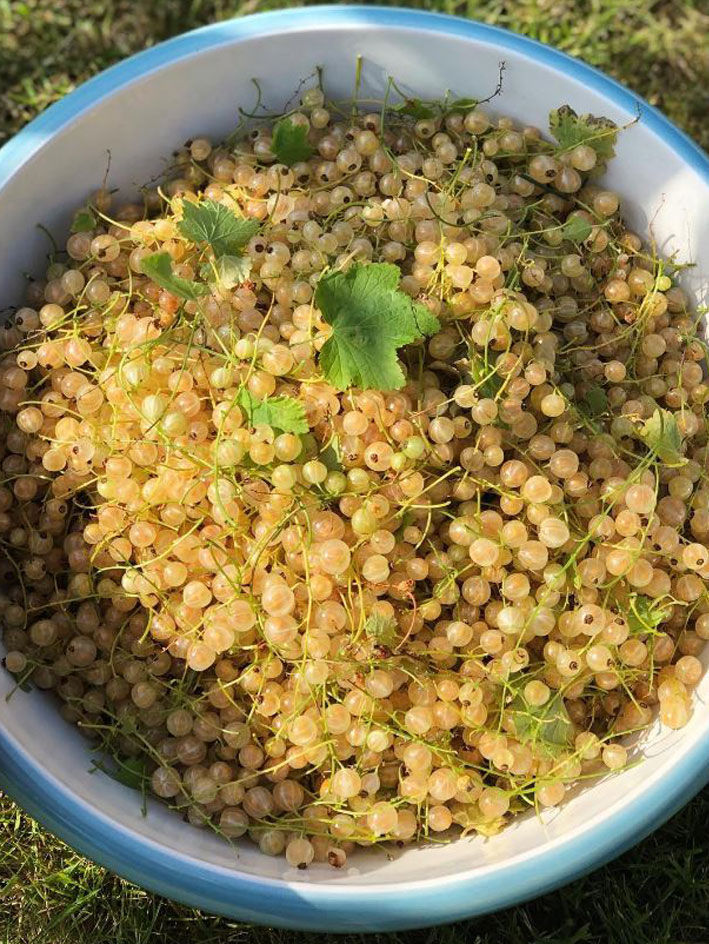 Shop | Vesterhus Gård 2/4