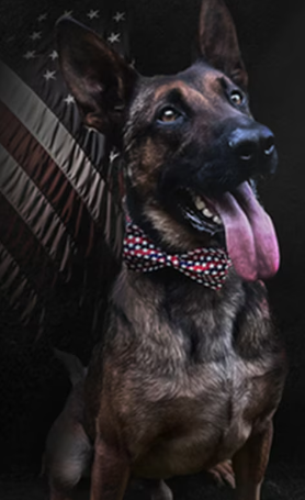 HOW SB 155 BECAME FIGO'S LAW