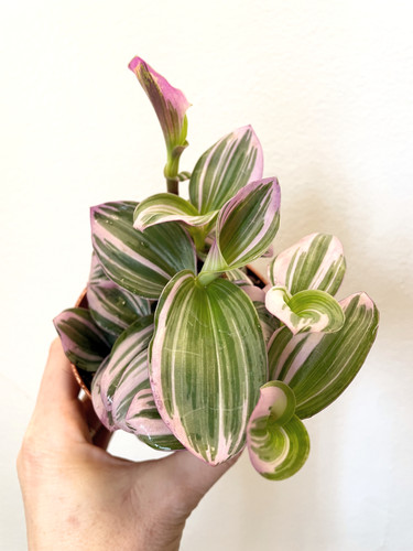 Tradescantia Nanouk 4in | Grow Geneva