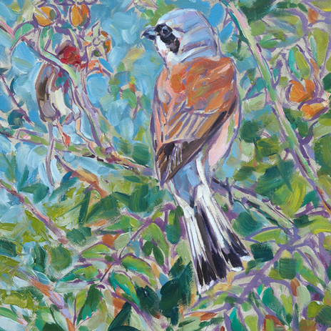 HOME | David Bennett Wildlife Artist