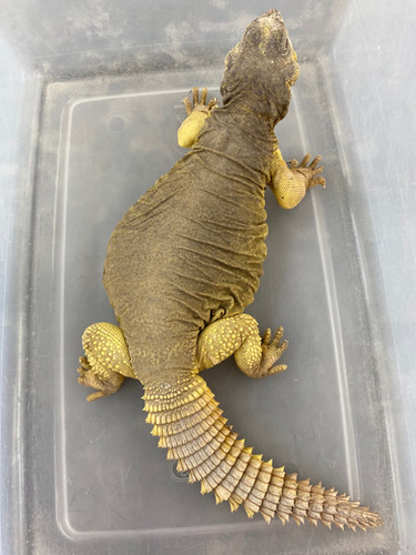 Adult Female Egyptian “Prima” | Dragontopia