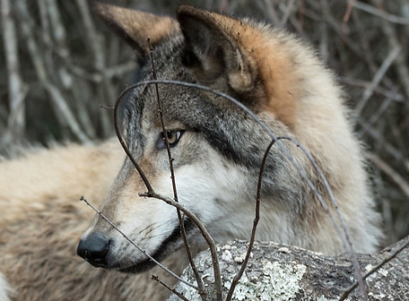 OUR WOLF AMBASSADORS | seacrest