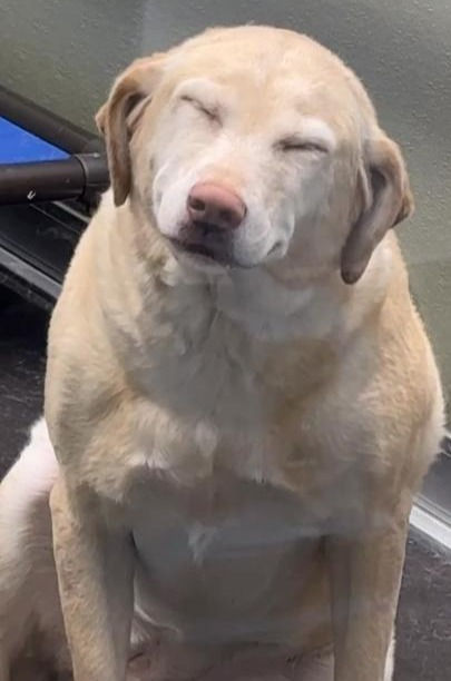 Maggie The Dog Must Be The Happiest Dog Ever