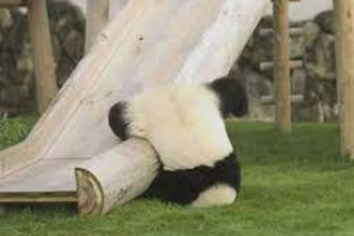 Pandas Falling Out Of Trees