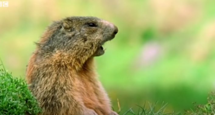 The Funniest Animal Video Of All Time featuring "Alan! Alan! Alan!"