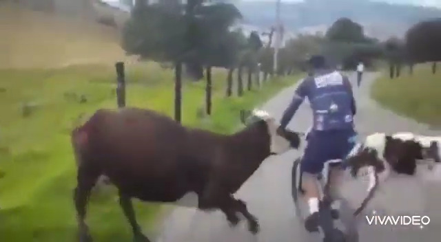 Angry Cows Attack Cyclist