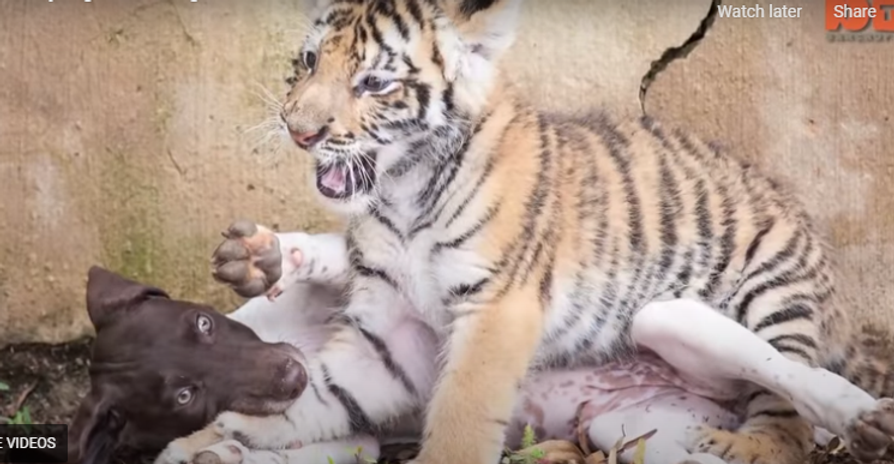 Puppy And Tiger Become Unlikely Best Friends