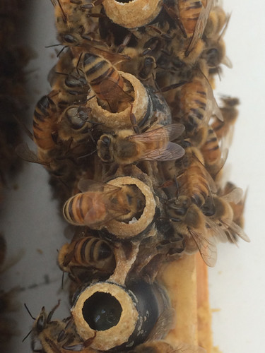 Queen Rearing Workshop | Bee Scientifics