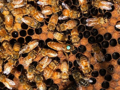 Artificially Inseminated Breeder Queens | Bee Scientifics