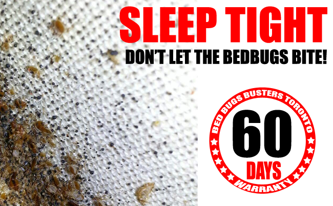 Bedbugs Busters Toronto - Guaranteed Removal of Bedbugs