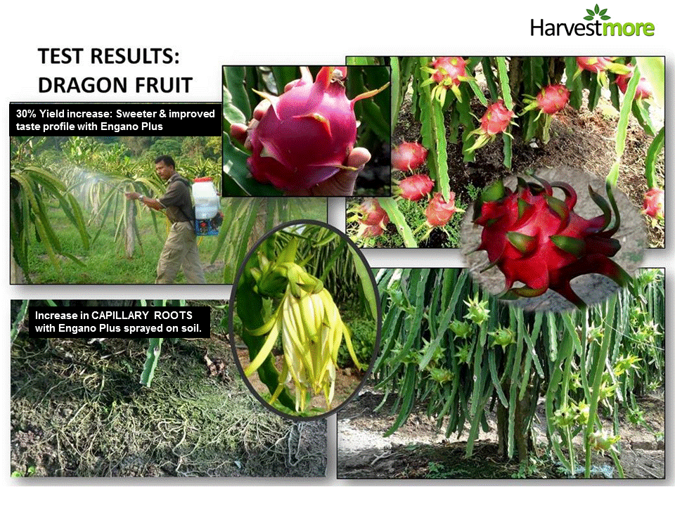 Photo Gallery | harvestmore