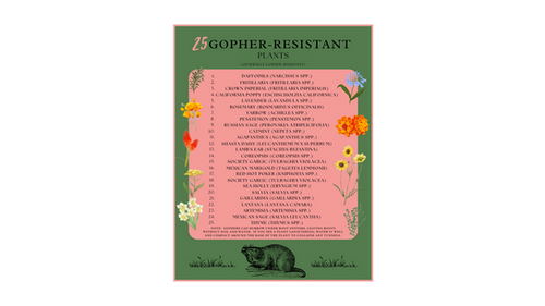 25 Gopher-Resistant Plants | This Steep Hillside