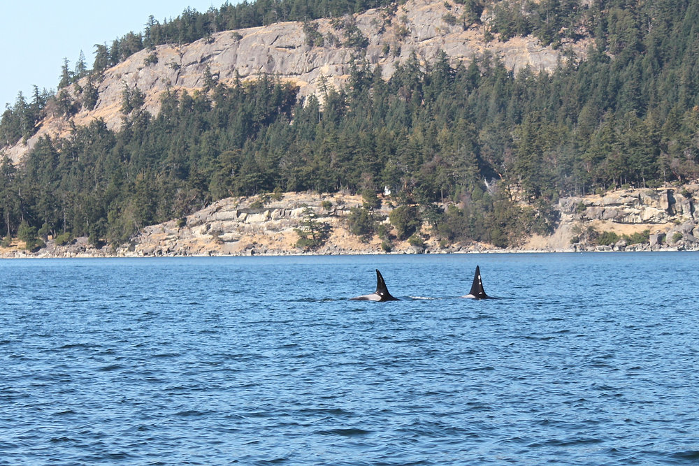 Orca Brothers