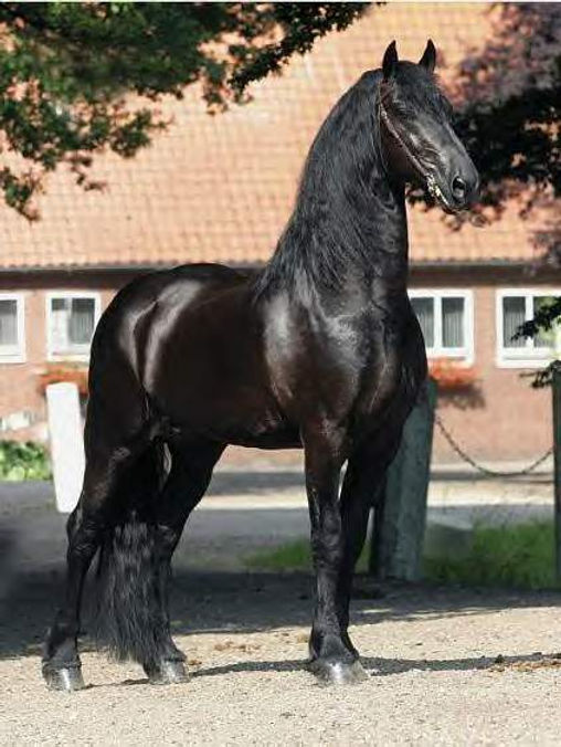 Rasseportrait - Friese