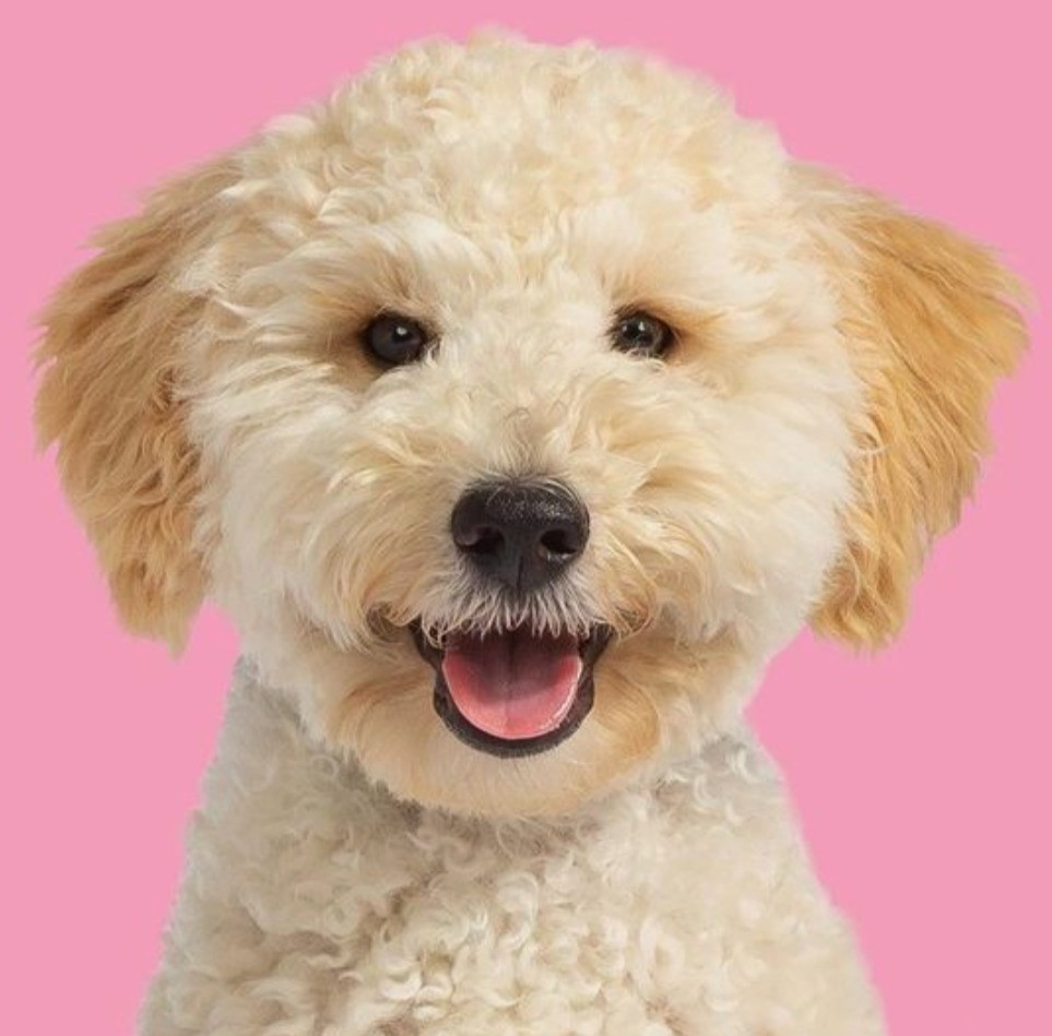 Sugar Paws Dog Training | Monmouth County | 841 West Park Avenue, Ocean ...