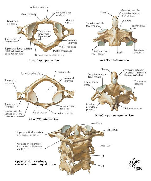 Bones and Bony Landmarks | headandcervicalspine