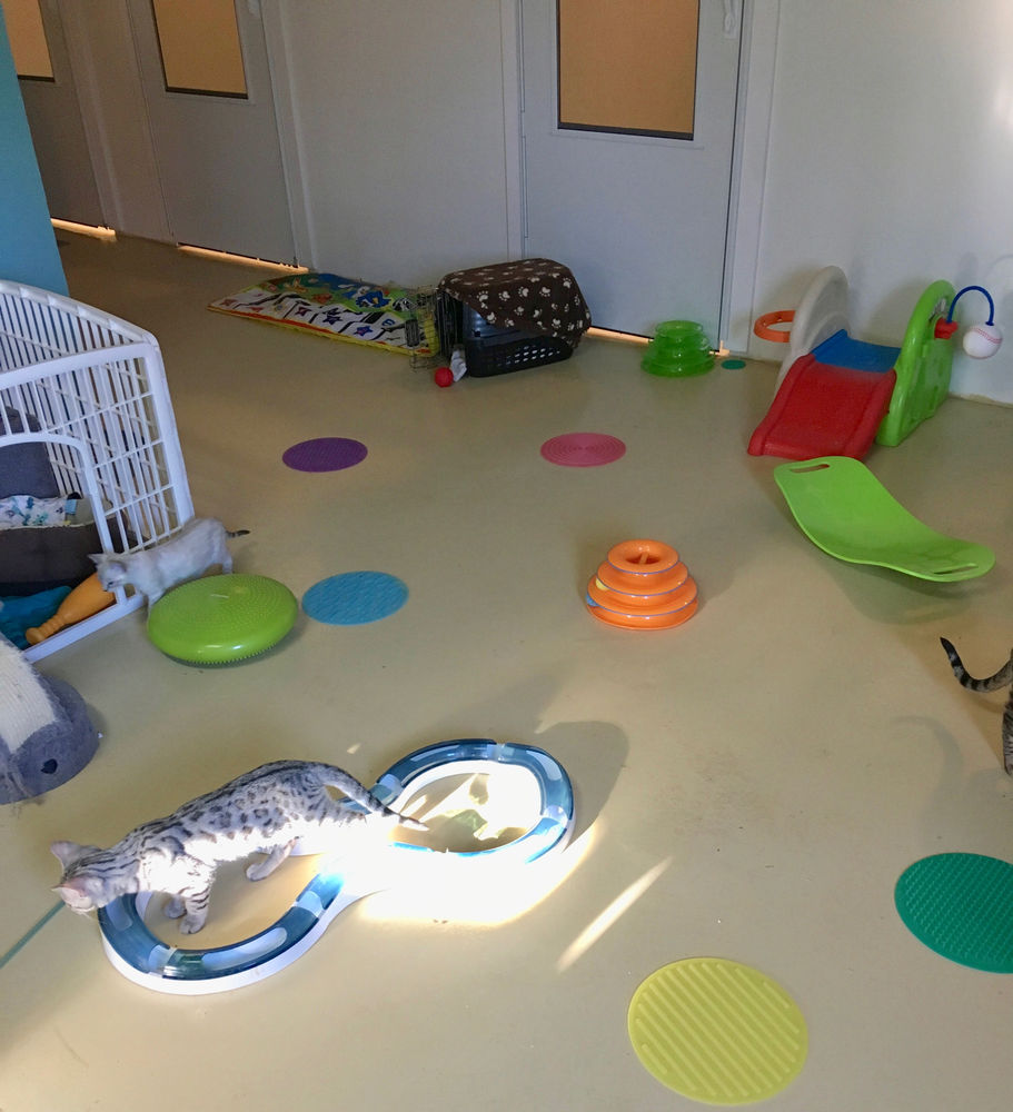 My Best Piece of Advice...Building the Ideal Cattery Space