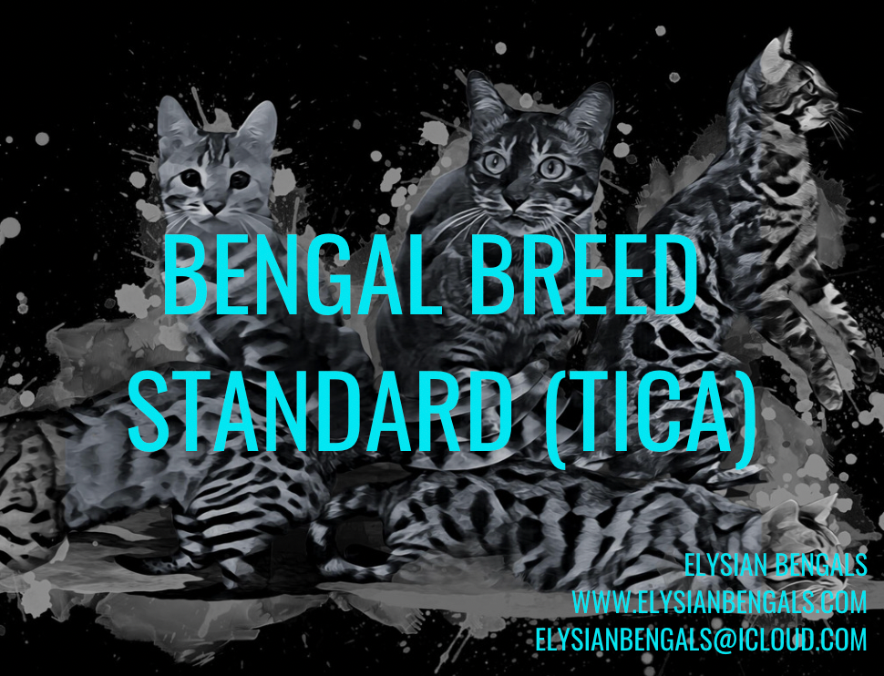 Bengal Breed Standard