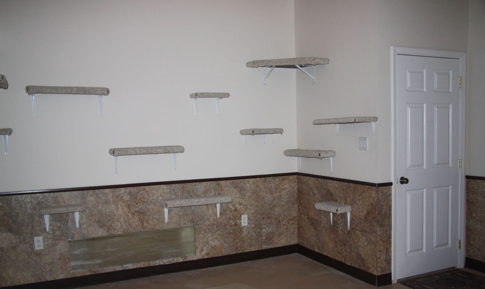 My Best Piece of Advice...Building the Ideal Cattery Space