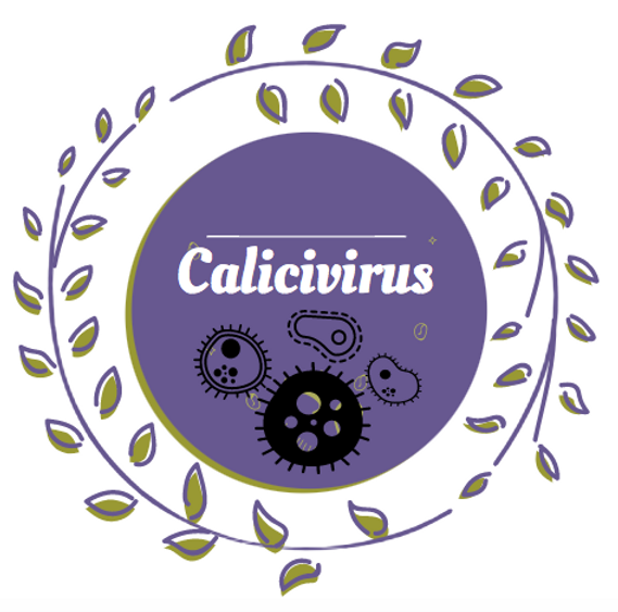 Calicivirus