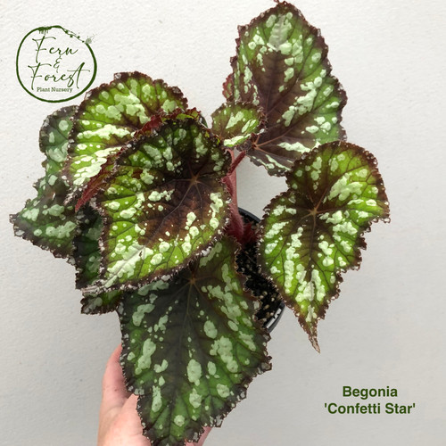 Begonia hybrid 'Confetti Star' | Fernandforest