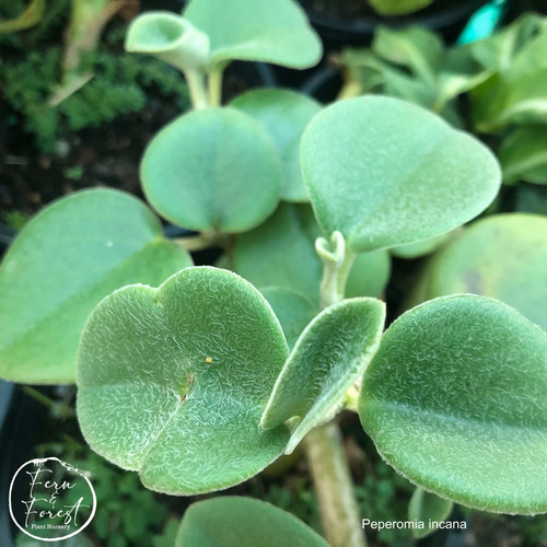 Peperomia incana | Fernandforest