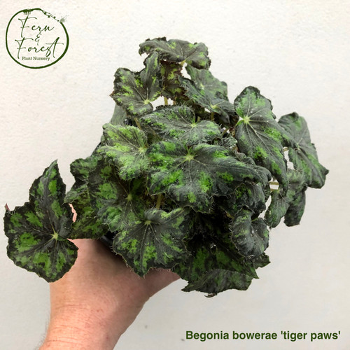 Begonia bowerae 'tiger paws' | Fernandforest