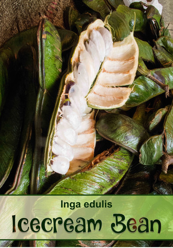 Inga edulis - Icecream bean Fruit Tree - 2 Litre. | Fernandforest