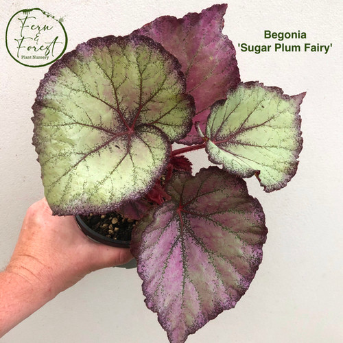Begonia hybrid 'Sugar Plum Fairy' | Fernandforest