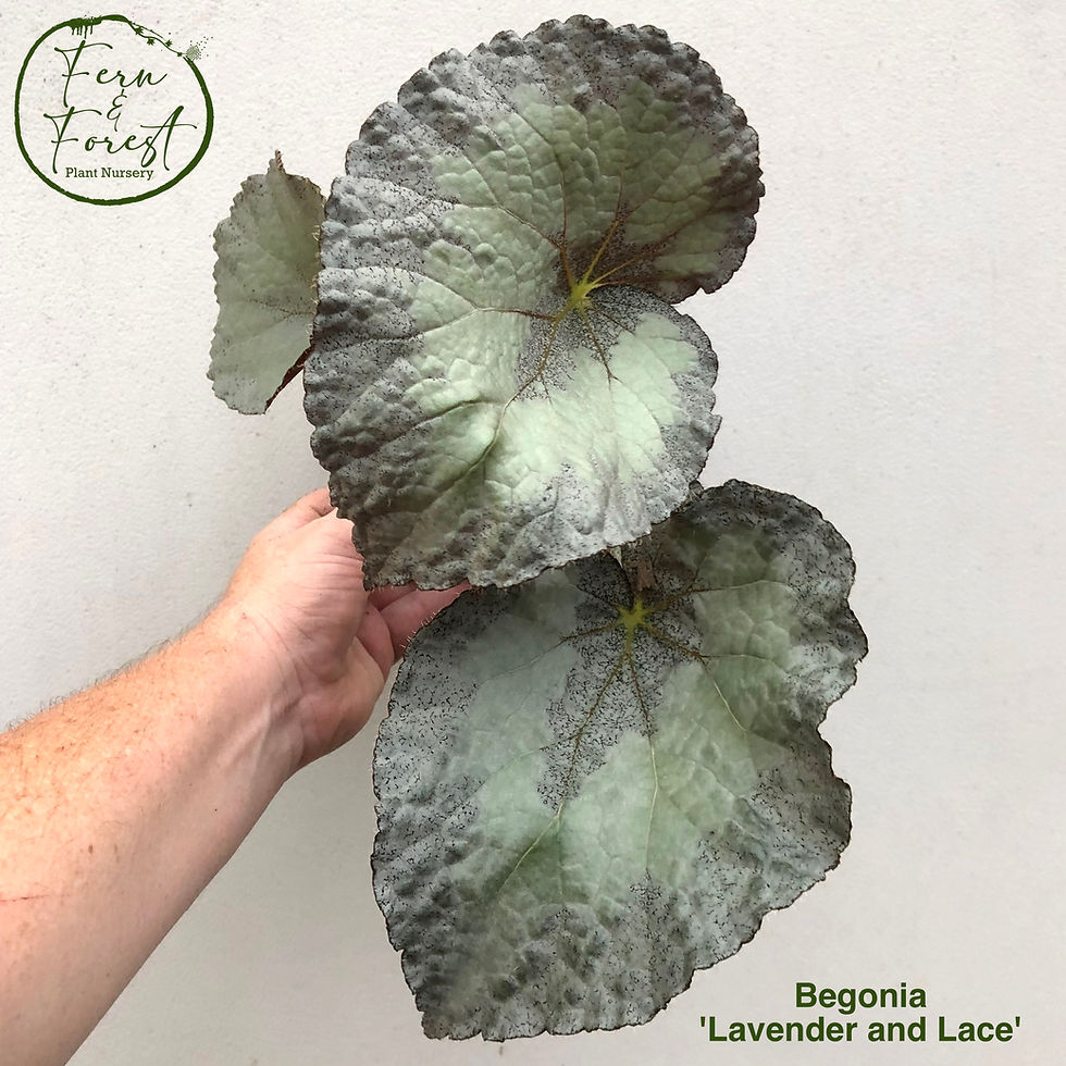 Begonia hybrid 'Lavender and Lace' | Fernandforest