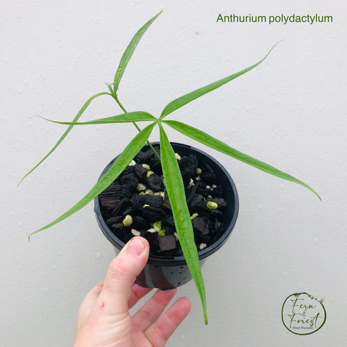 Anthurium polydactylum | Fernandforest