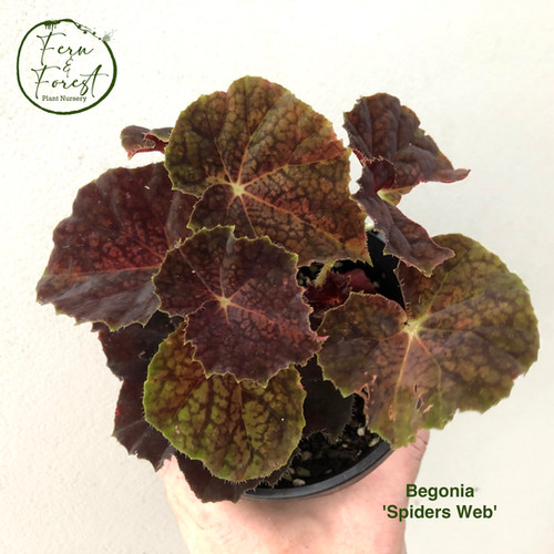Begonia hybrid 'Spiders Web' | Fernandforest