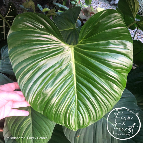 Philodendron 'Fuzzy Petiole' Wet stick | Fernandforest