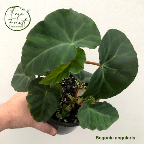 Begonia species angularis | Fernandforest
