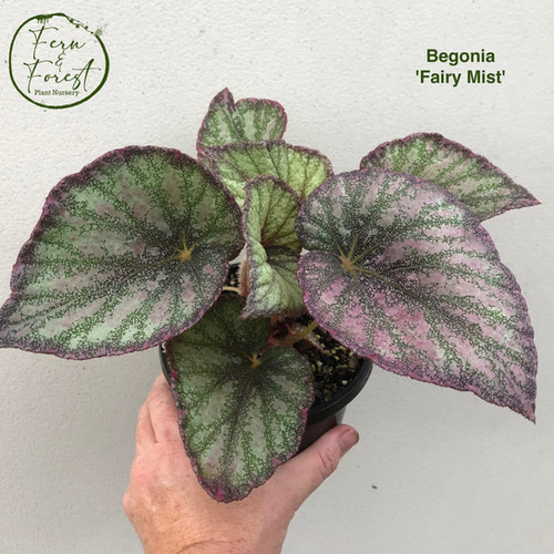 Begonia hybrid 'Fairy Mist' | Fernandforest