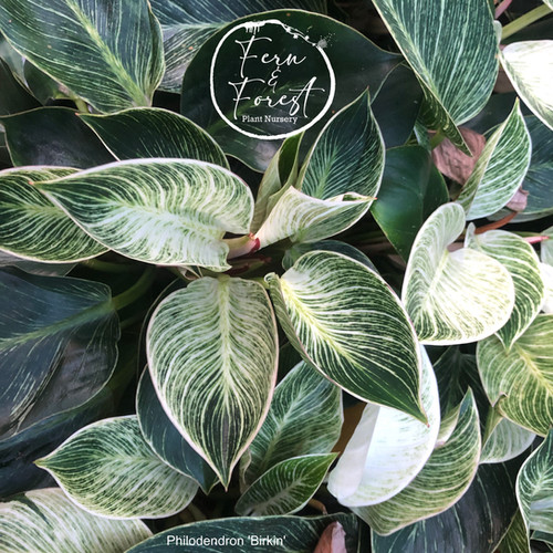 Philodendron 'Birkin' tip | Fernandforest