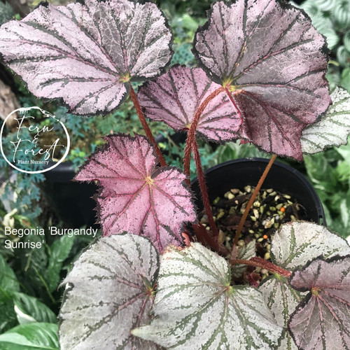 Begonia 'Burgundy Sunrise' | Fernandforest