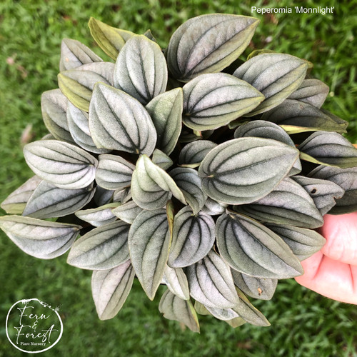 Peperomia 'Moonlight' | Fernandforest