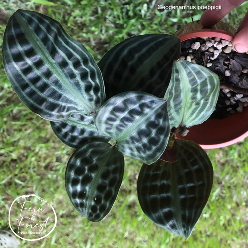 Geogenanthus poeppigii | Fernandforest