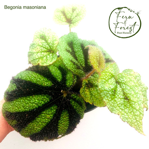 Begonia masoniana | Fernandforest