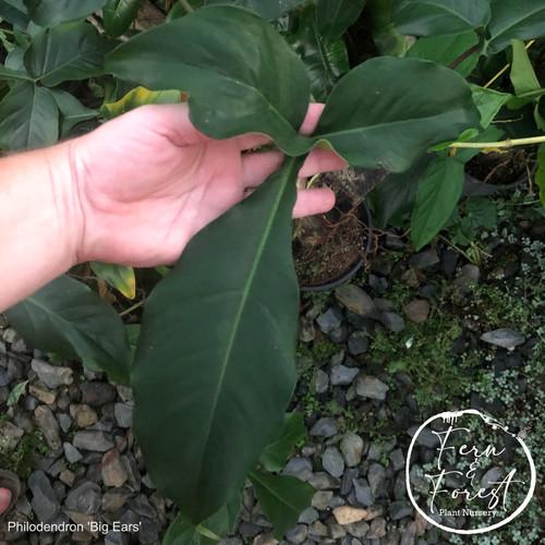 Philodendron 'Big Ears' tip cutting | Fernandforest