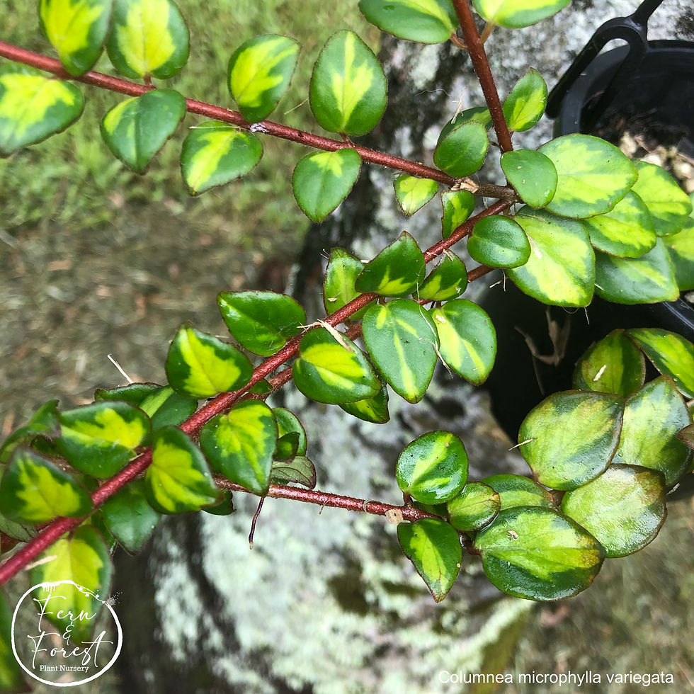 Columnea microphylla varigata | Fernandforest