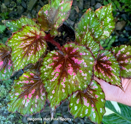 Begonia hybrid 'Hot Pink Spotty' | Fernandforest