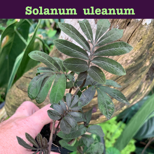 Solanum uleanum | Fernandforest