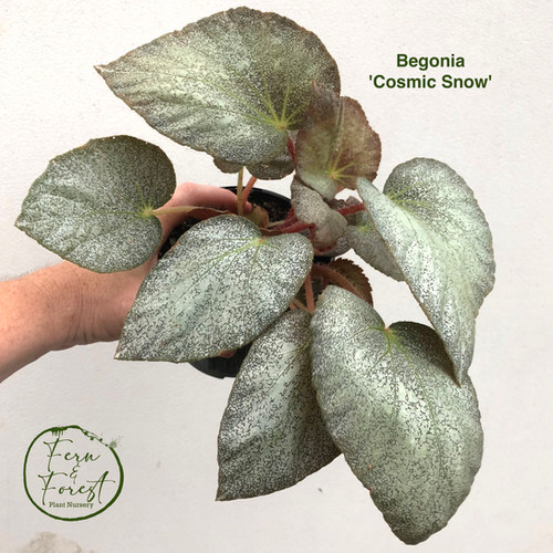 Begonia hybrid 'Cosmic Snow' | Fernandforest